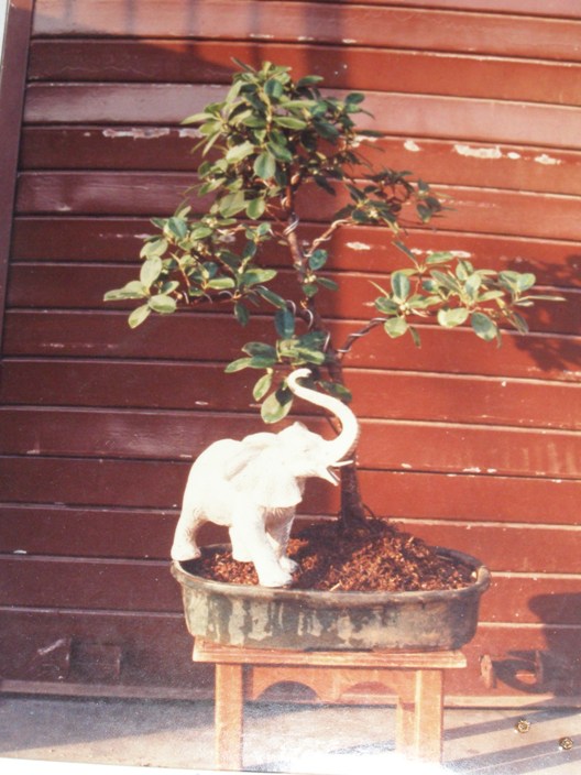 Ficus long island – Rucha Bonsai