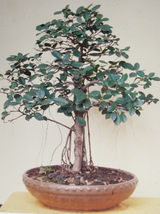 Ficus long island – Rucha Bonsai