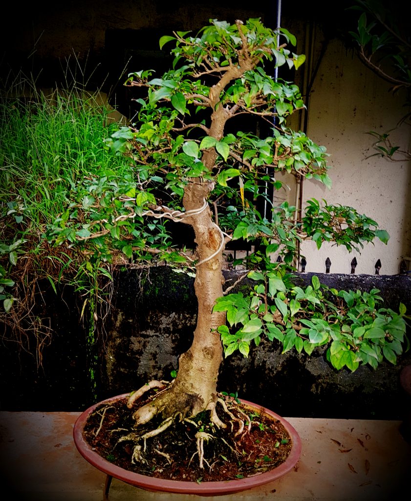 The Importance of Nebari or Surface Roots in Bonsai – Rucha Bonsai