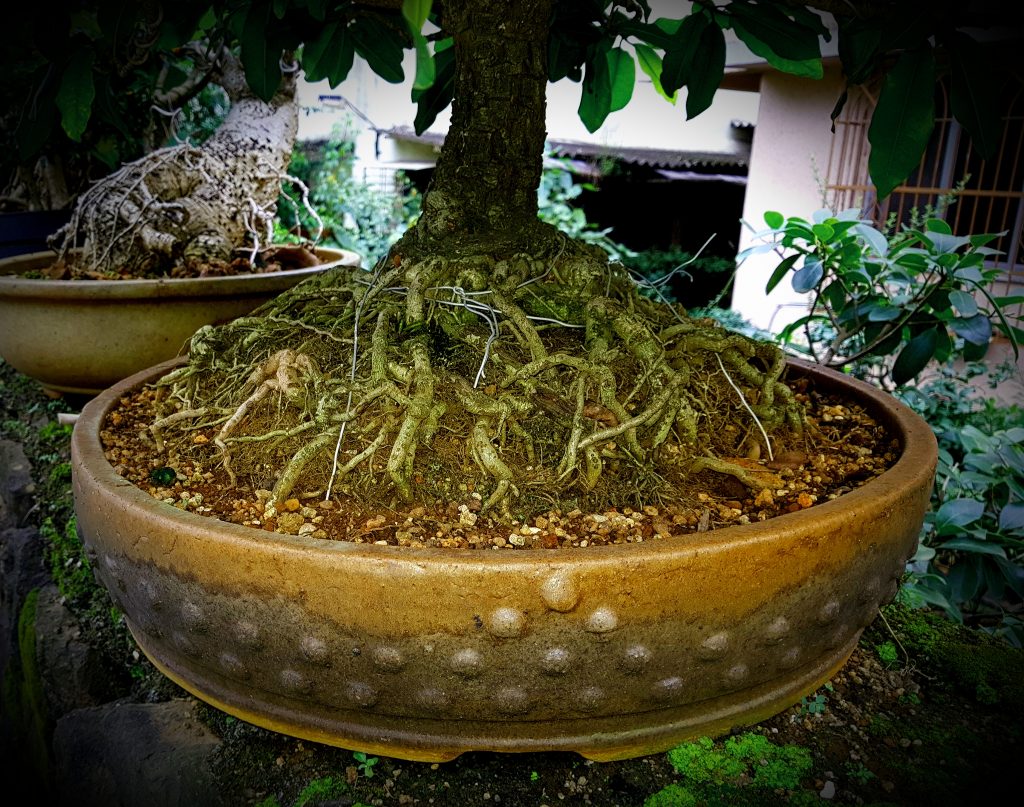 The Importance of Nebari or Surface Roots in Bonsai – Rucha Bonsai