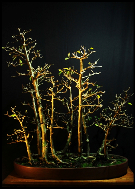 Bonsai Gallery – Rucha Bonsai